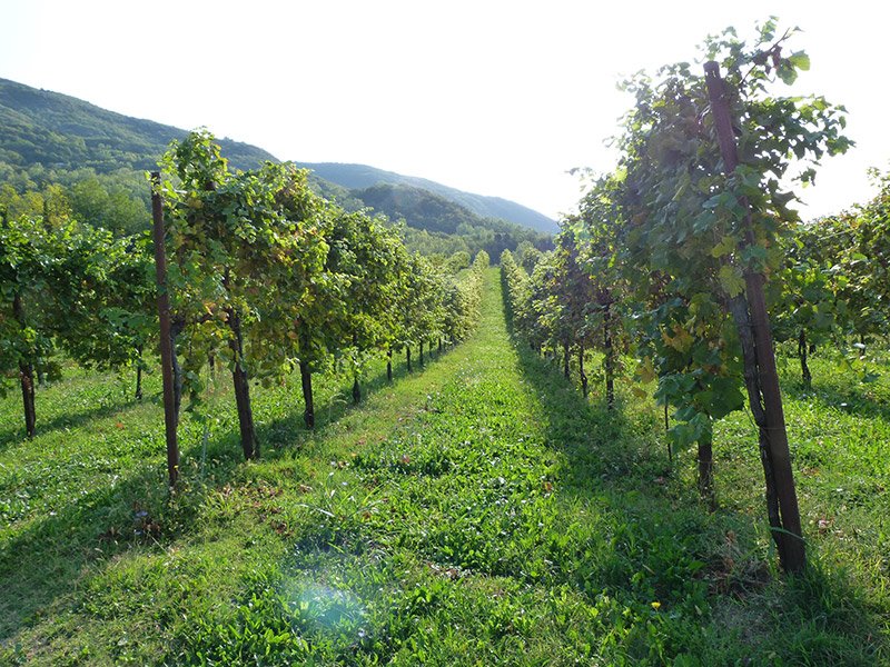 Alla Panchina Gigante di Fregona Borgo Luca